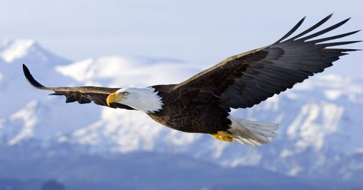 Kai erelis nugyvena iki senatvės, jis padaro unikalų dalyką - VMarkus